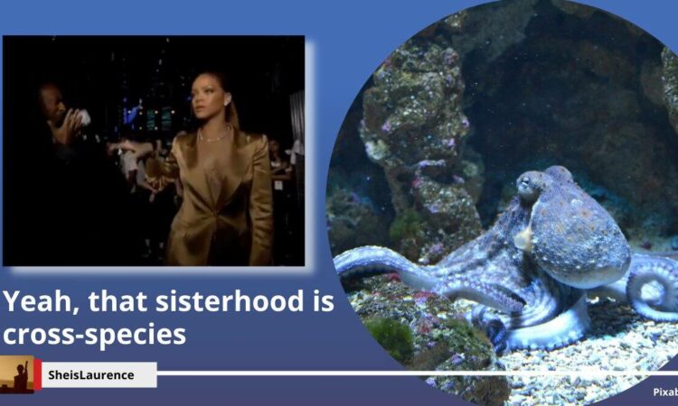 New study shows female octopuses ‘throw’ objects at males when harassed ...